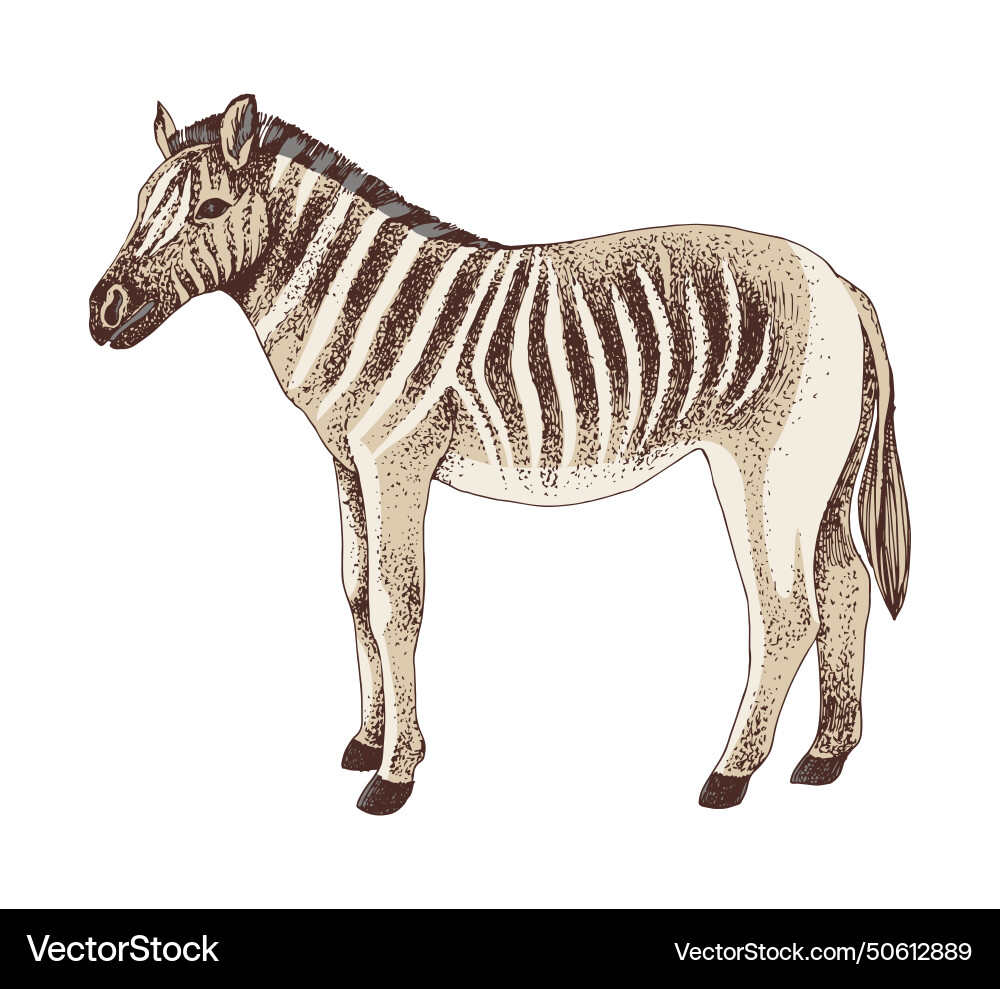 Quagga extinct animal sketch Royalty Free Vector Image
