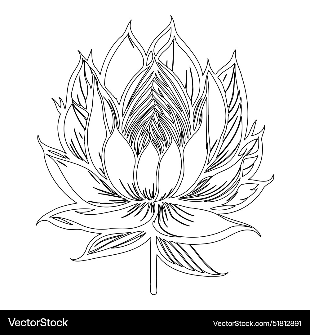 Lotus flower outline sketch Royalty Free Vector Image