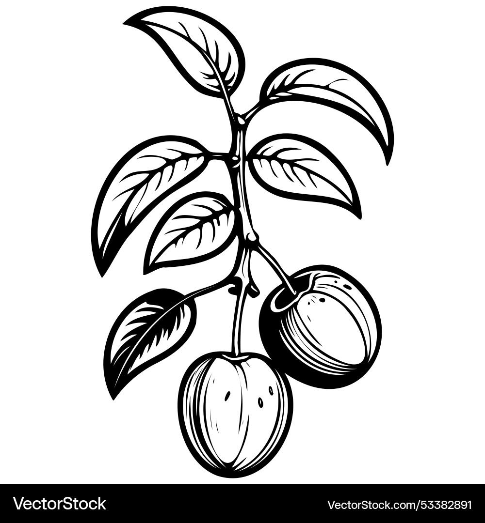 Sketches coco plum drawing black fruit isolated Vector Image