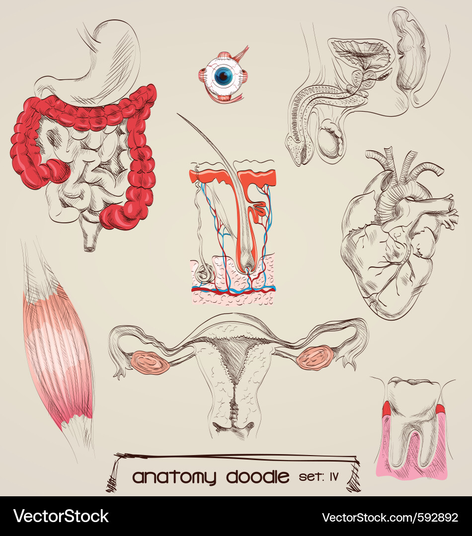 Human anatomy Royalty Free Vector Image - VectorStock
