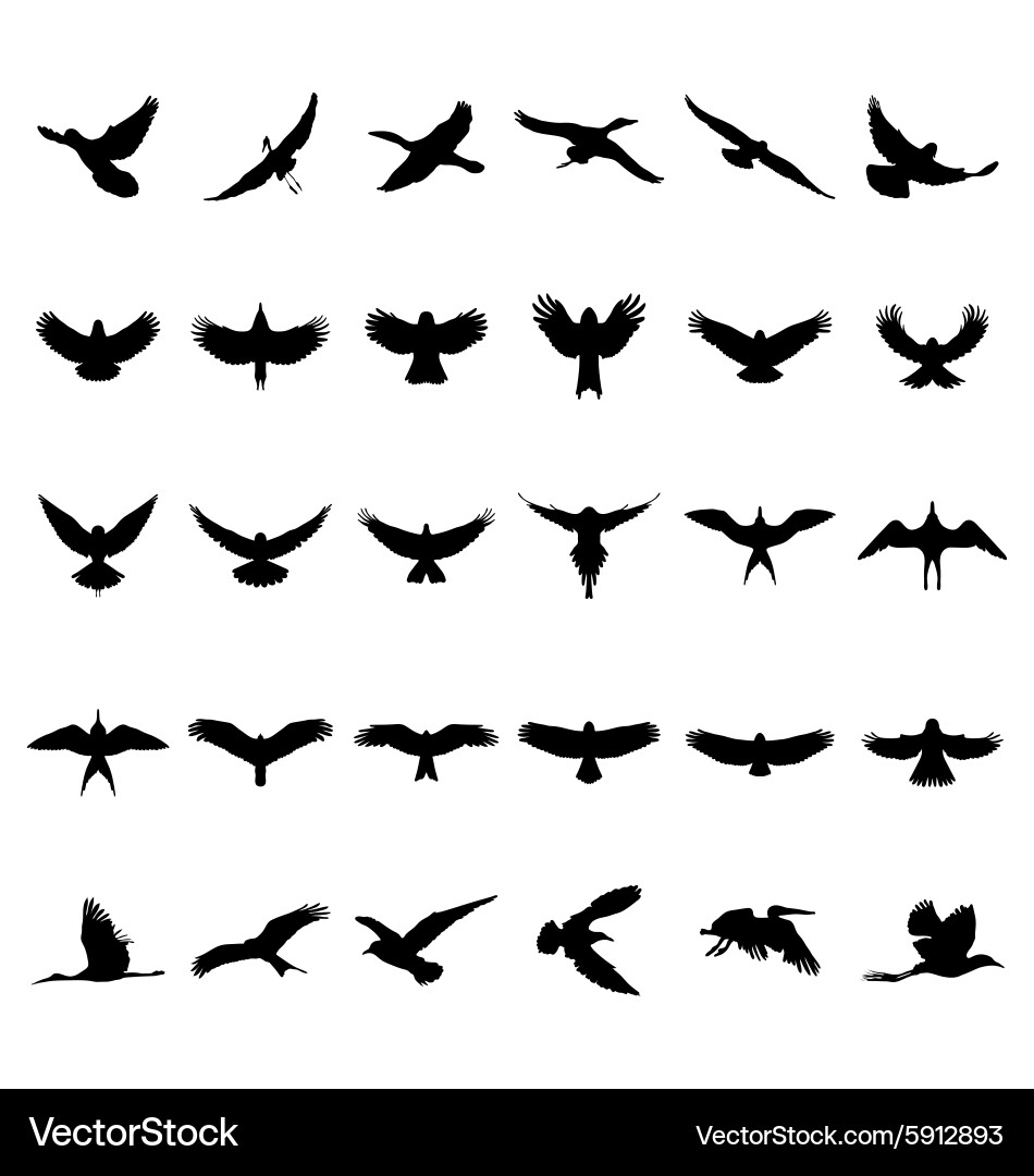Birds Royalty Free Vector Image - VectorStock