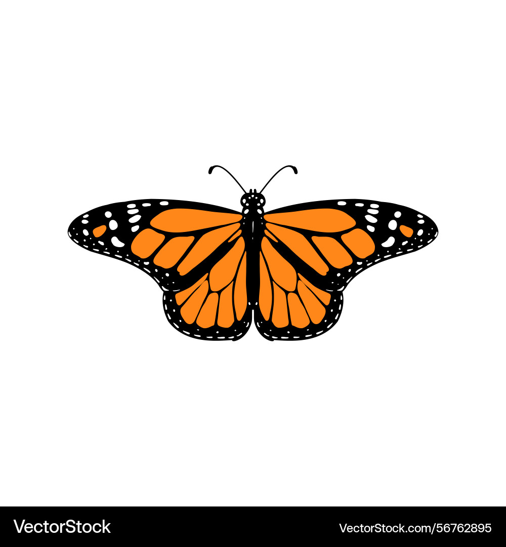Drawing monarch butterfly Royalty Free Vector Image