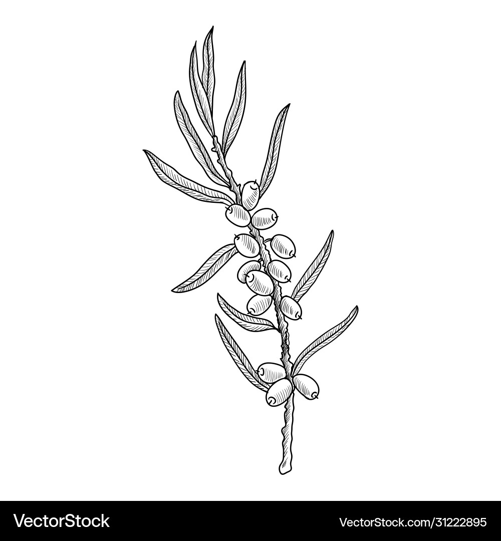 Drawing sea buckthorn Royalty Free Vector Image