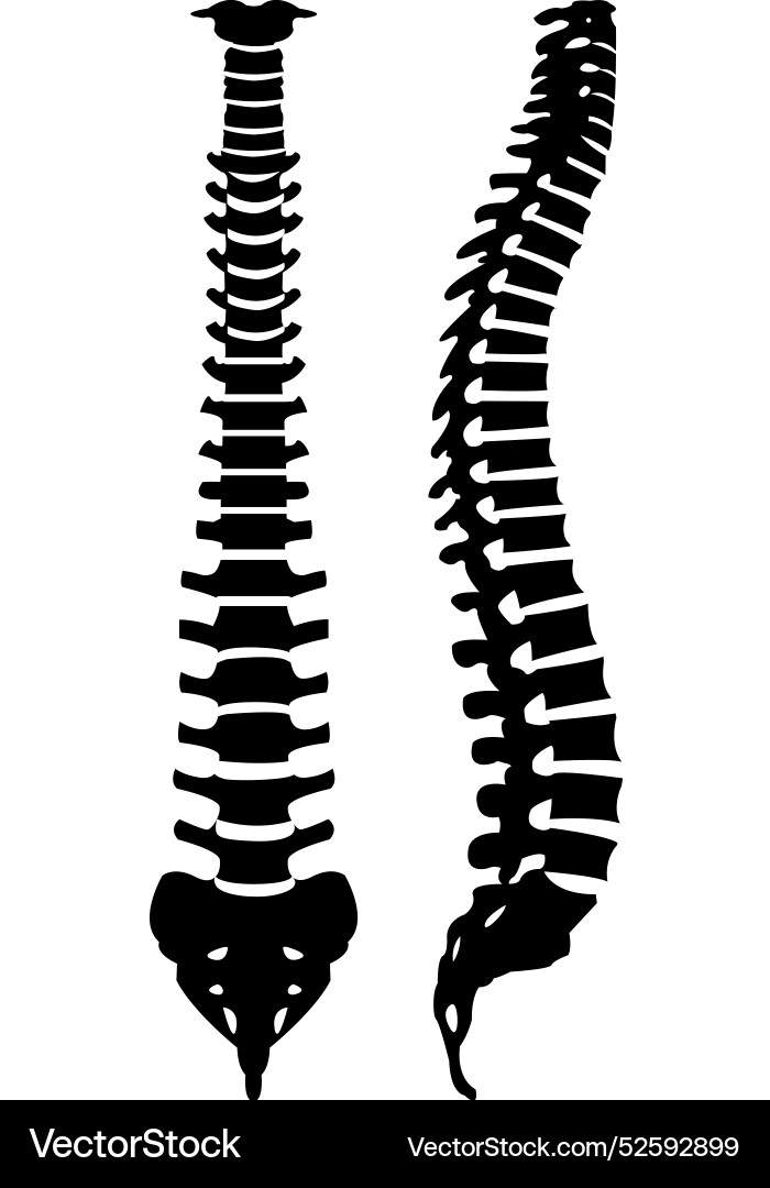 Human backbone silhouette - spine anatomy Vector Image