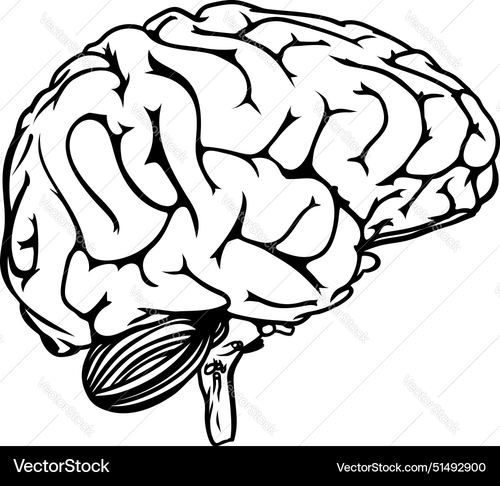 Human brain Royalty Free Vector Image - VectorStock