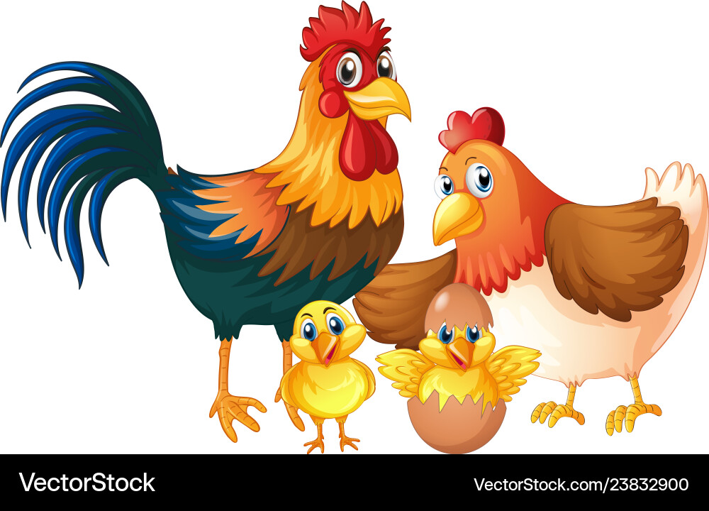 Isolated chicken family on white background Vector Image