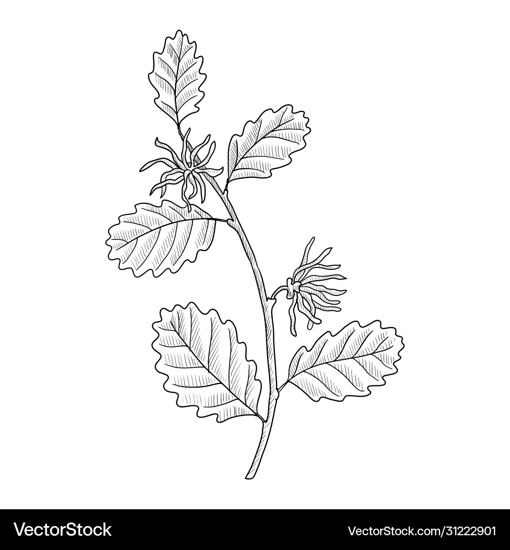 Drawing witch-hazel Royalty Free Vector Image - VectorStock