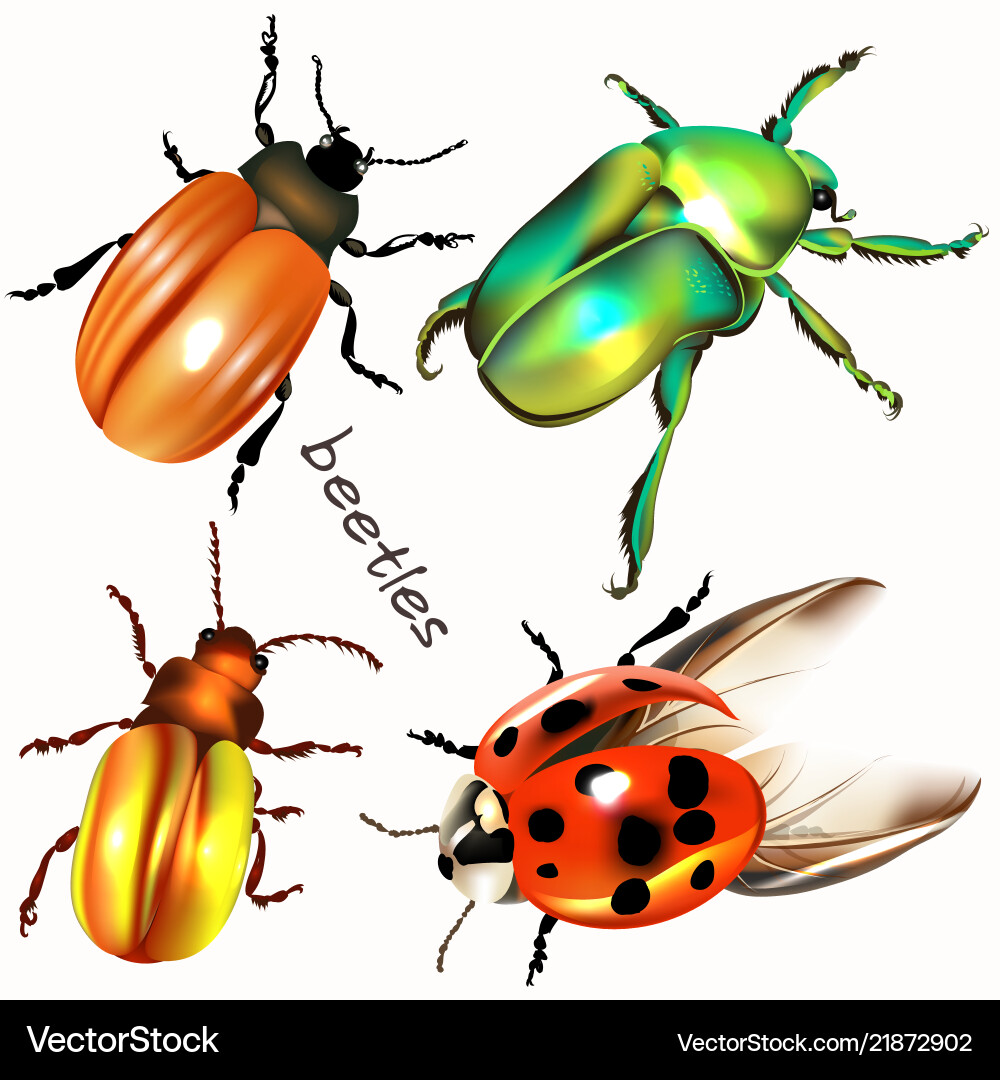 Colorful Beetle Collection Royalty Free Vector Image