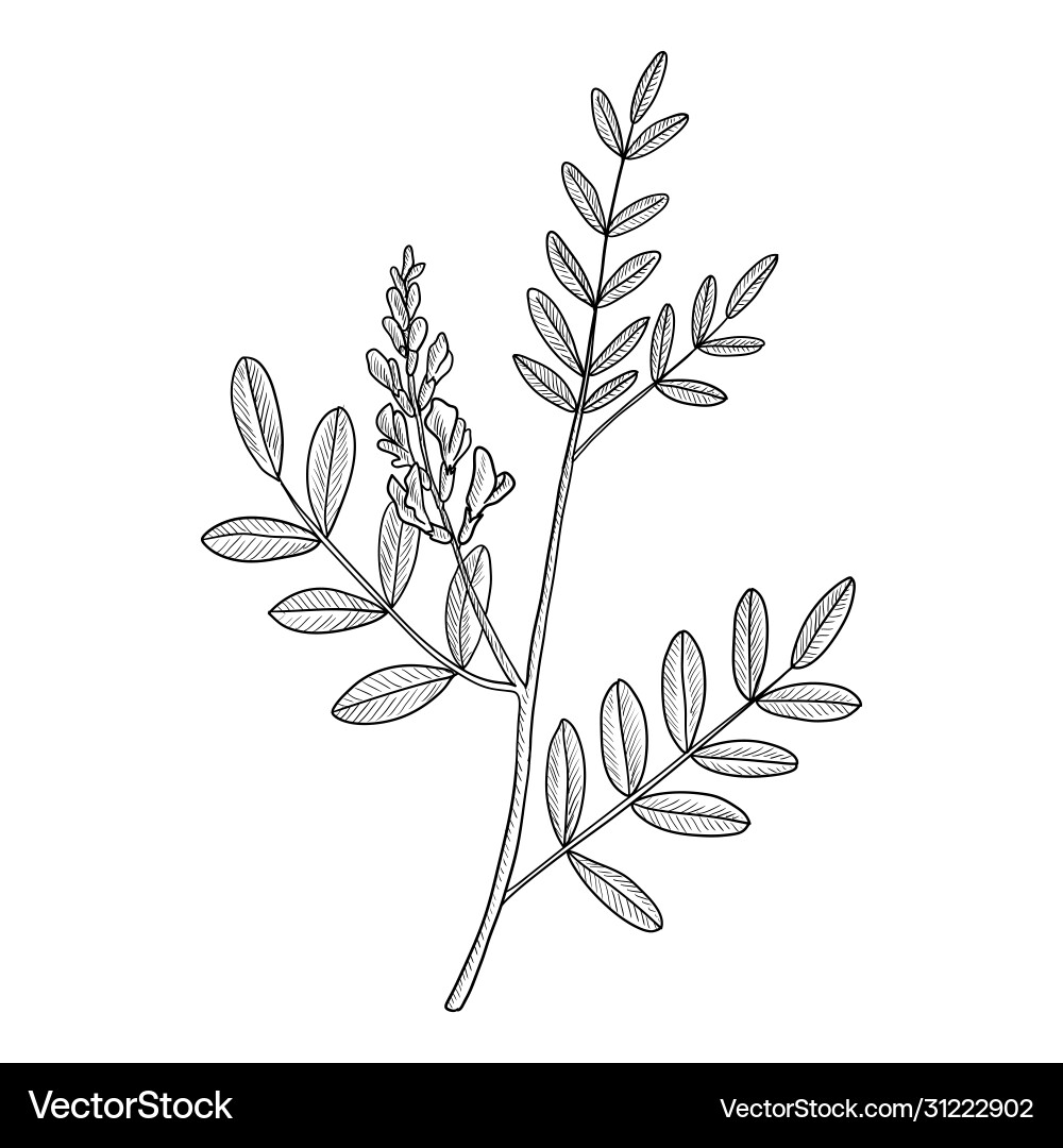 Drawing licorice root Royalty Free Vector Image
