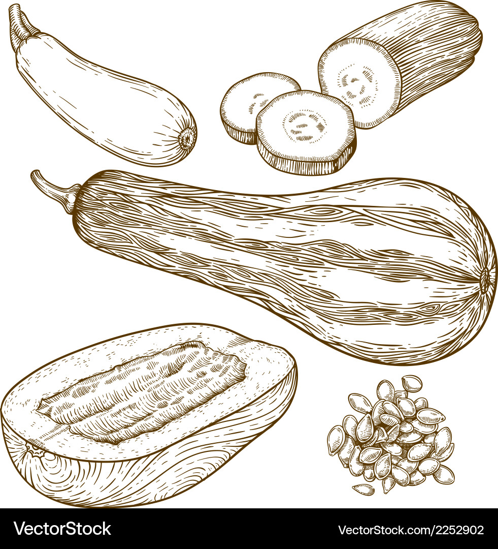 Engraving squash Royalty Free Vector Image - VectorStock