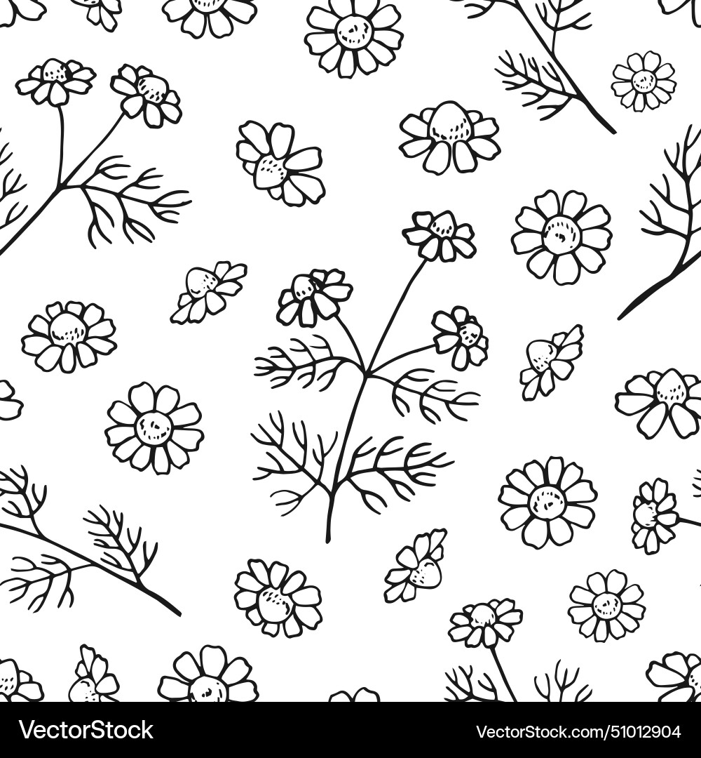 Seamless pattern with chamomile hand drawn in Vector Image