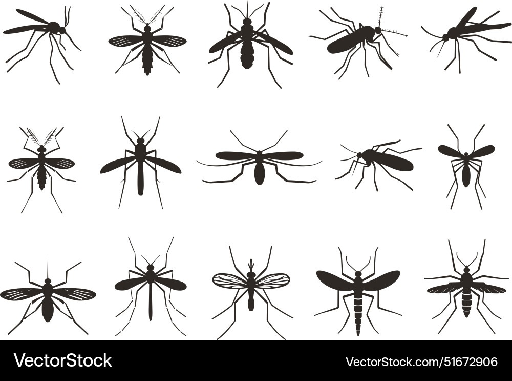 Mosquito silhouettes proboscis bite egyptian Vector Image