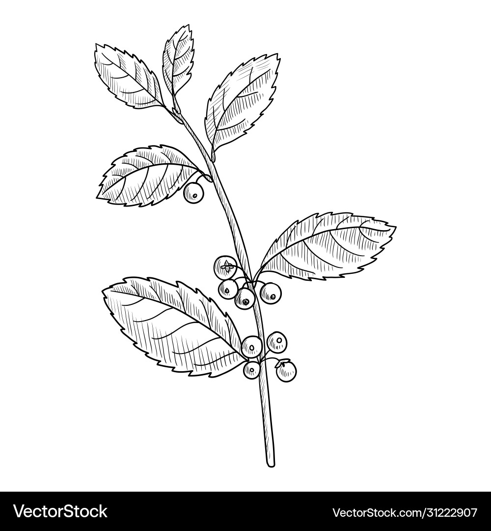 Drawing yerba mate Royalty Free Vector Image - VectorStock