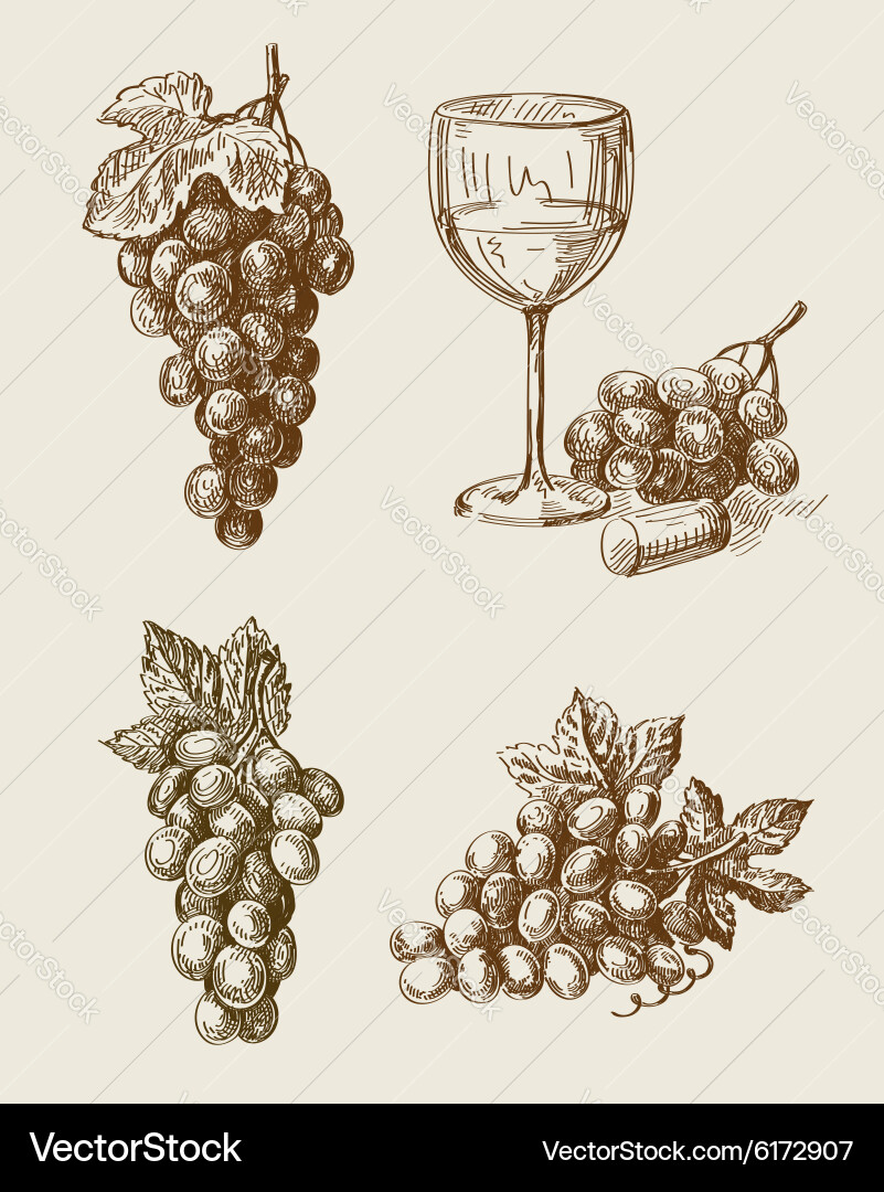 Grape doodle Royalty Free Vector Image - VectorStock