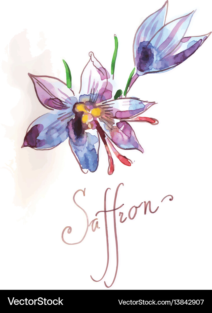 Saffron flower of blue color Royalty Free Vector Image