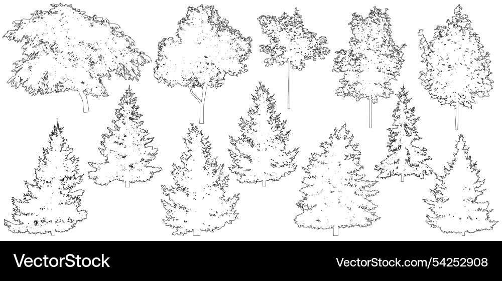 Contour of beautiful spruce trees maple walnut Vector Image