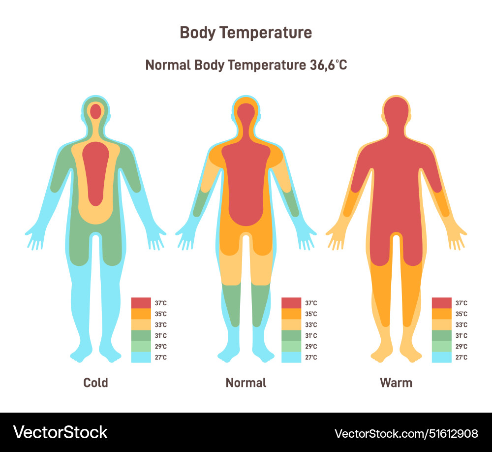 Hyperthermia hypothermia and normal temperature Vector Image