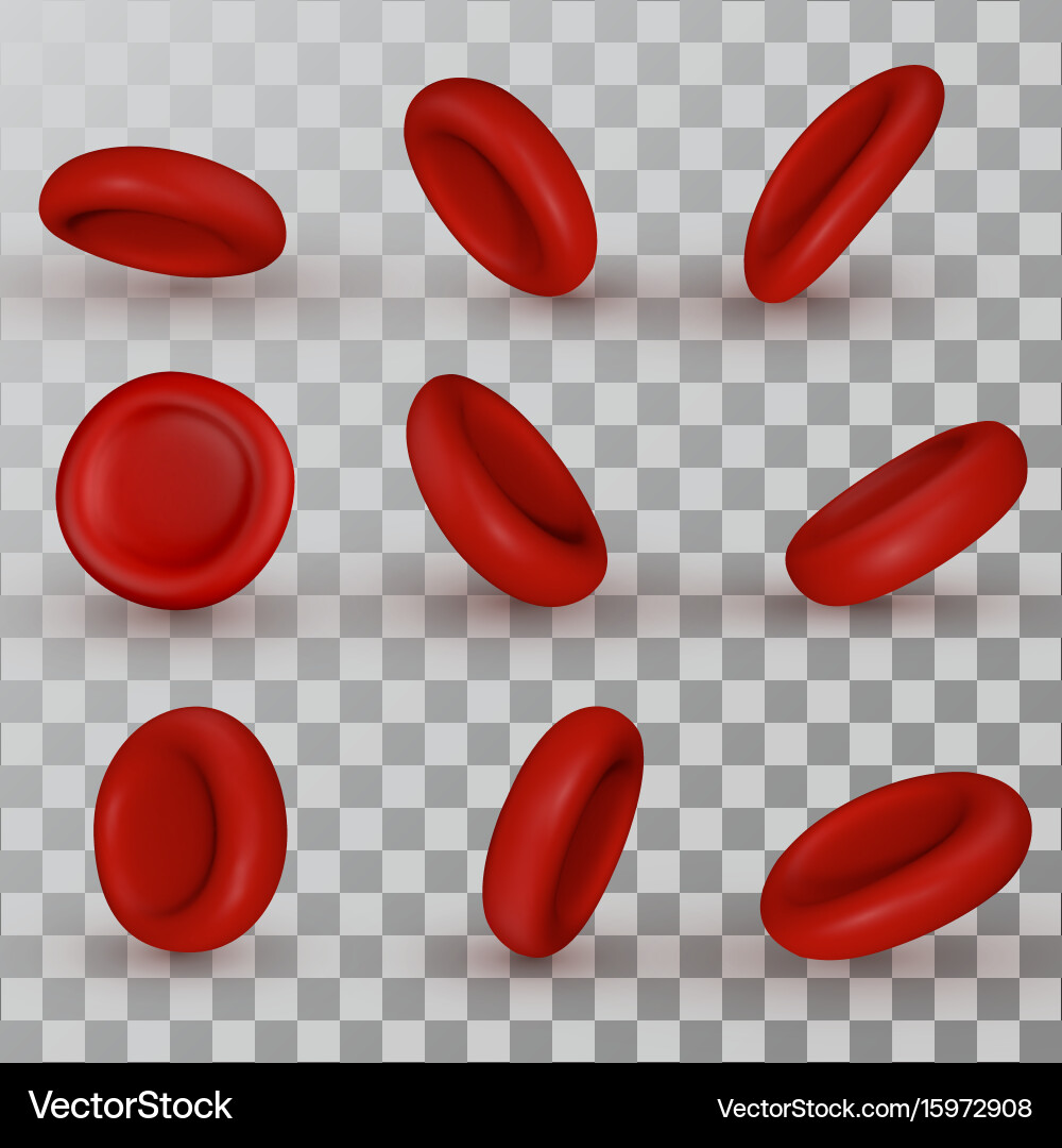 Red blood cells Royalty Free Vector Image - VectorStock