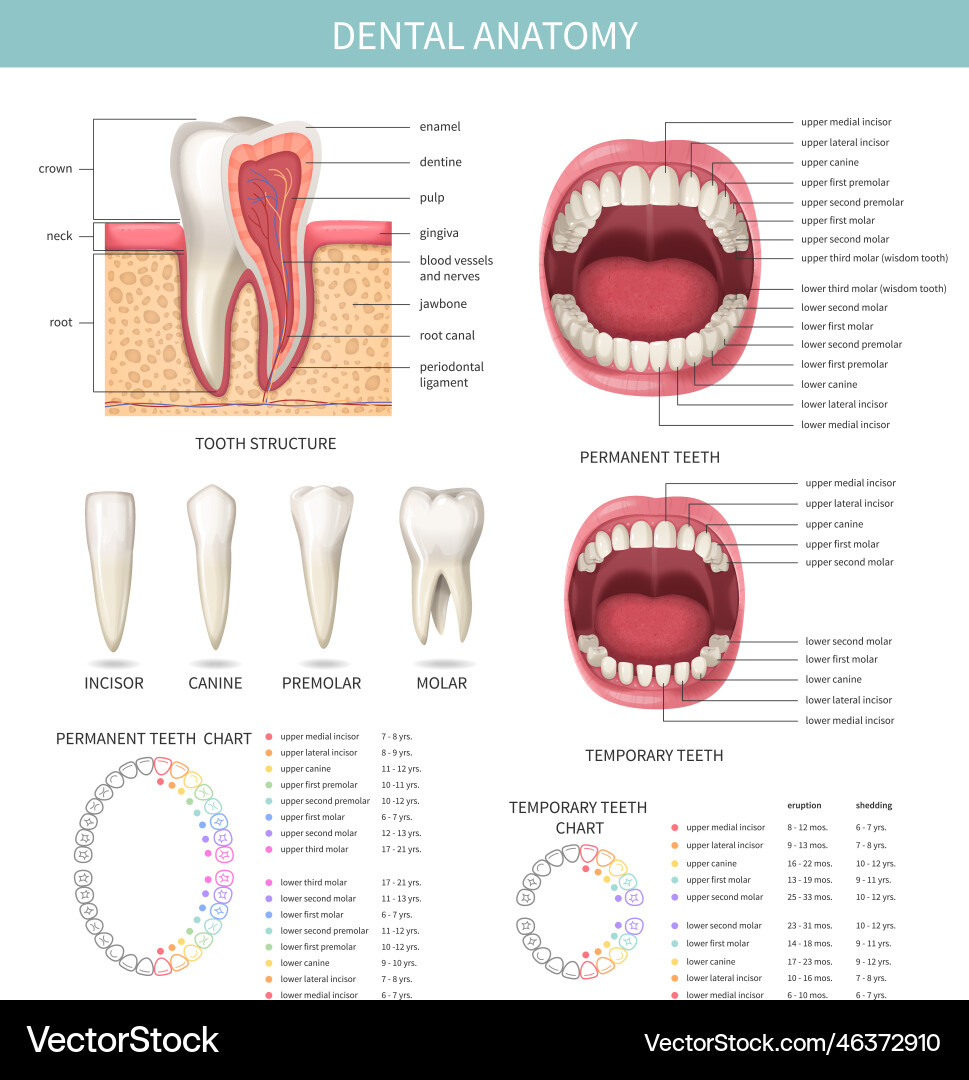 Dental Anatomy Charts & Infographics – Royalty-Free Vector | VectorStock