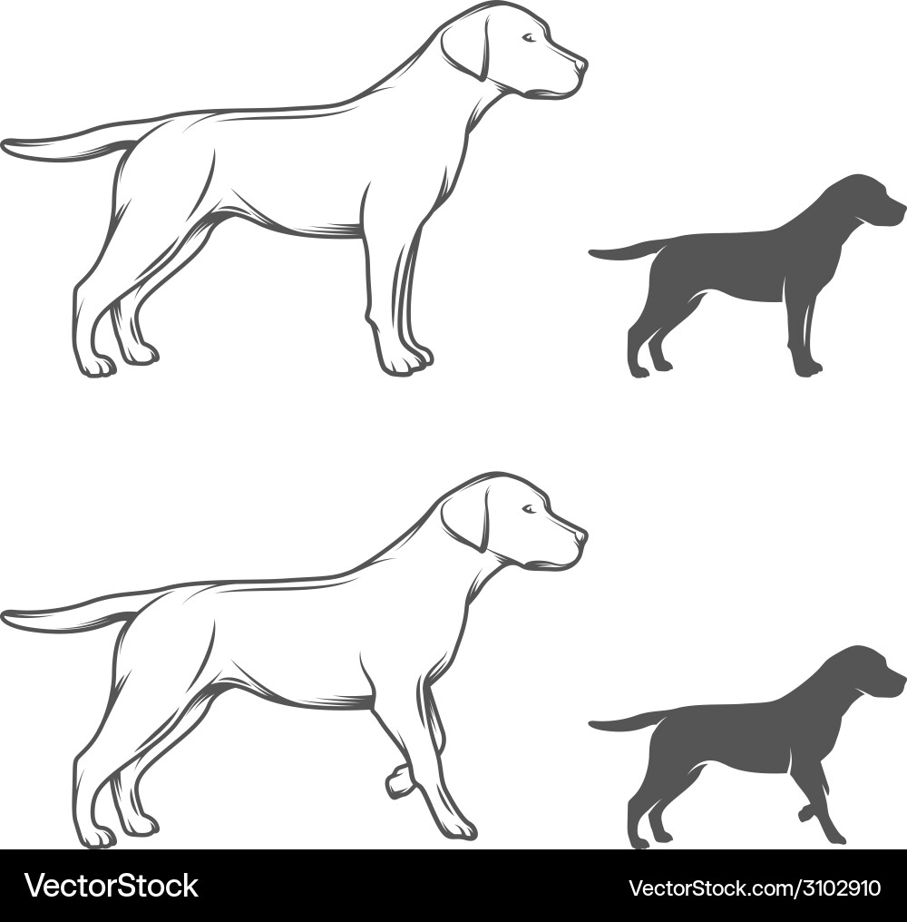 Dog Poses - Labrador Retriever Royalty Free Vector Image