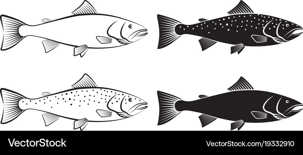 Salmon Royalty Free Vector Image - VectorStock