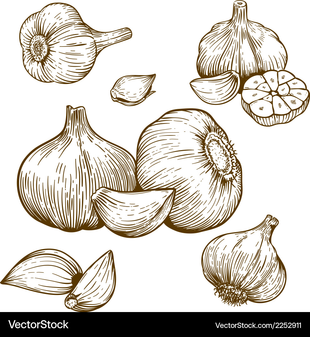 Garlic Vector Images (over 26,000)