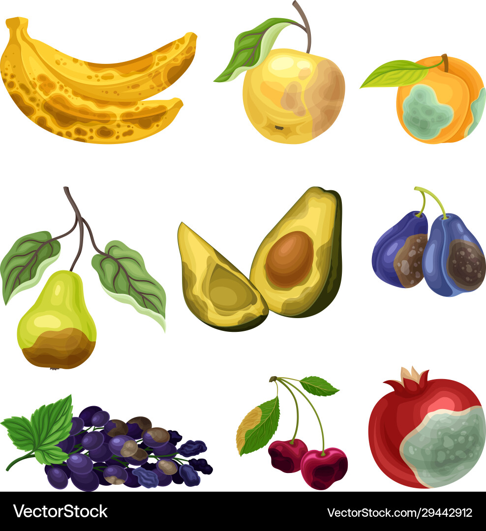 Decaying Fruits - Spoiled & Rotten – Royalty-Free Vector | VectorStock