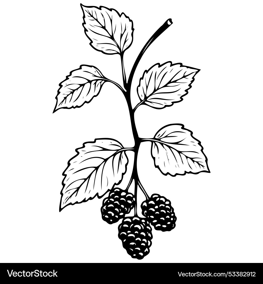 Sketches mulberry drawing vintage fruit image Vector Image