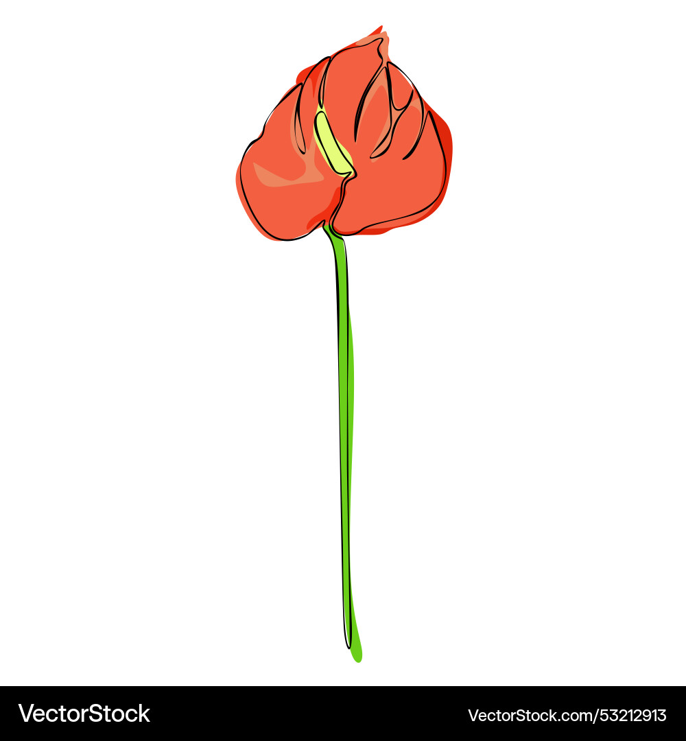 Anthurium line drawing minimalistic colorful Vector Image