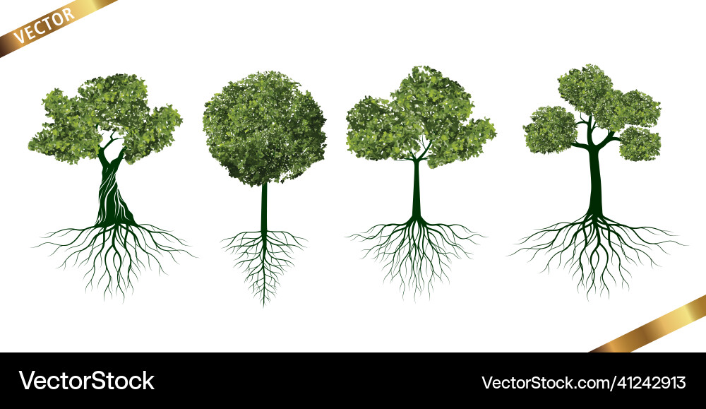 Collection of realistic trees Royalty Free Vector Image