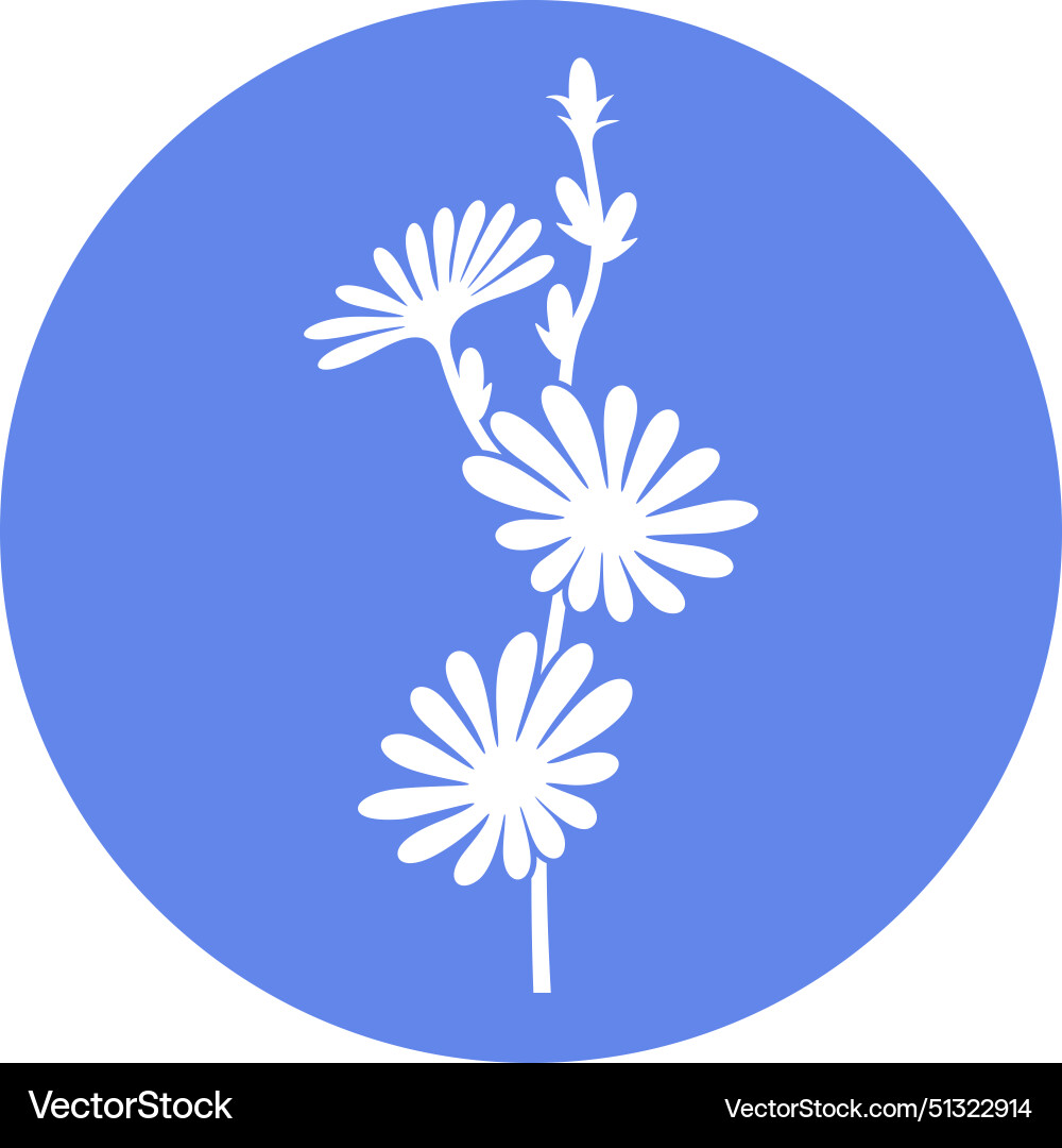 Chicory flower Royalty Free Vector Image - VectorStock