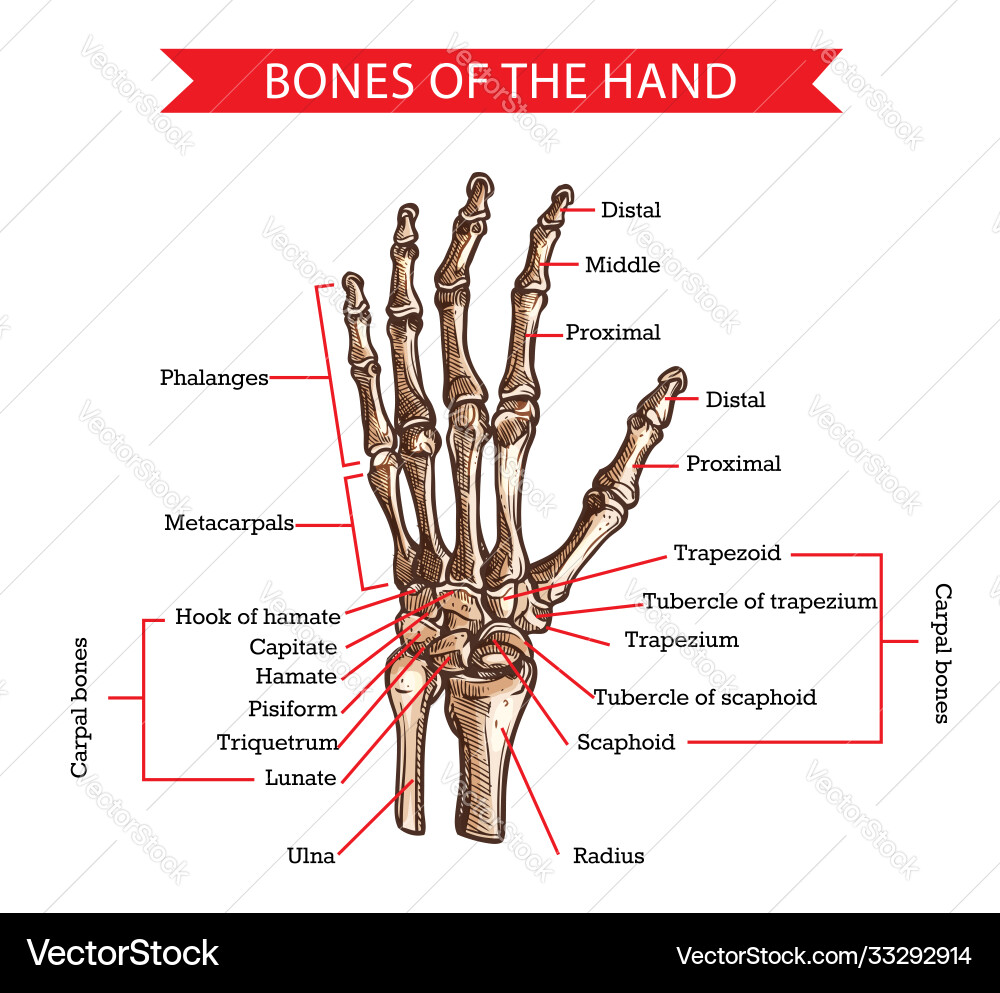 Bones Of The Hand And Wrist Anatomy