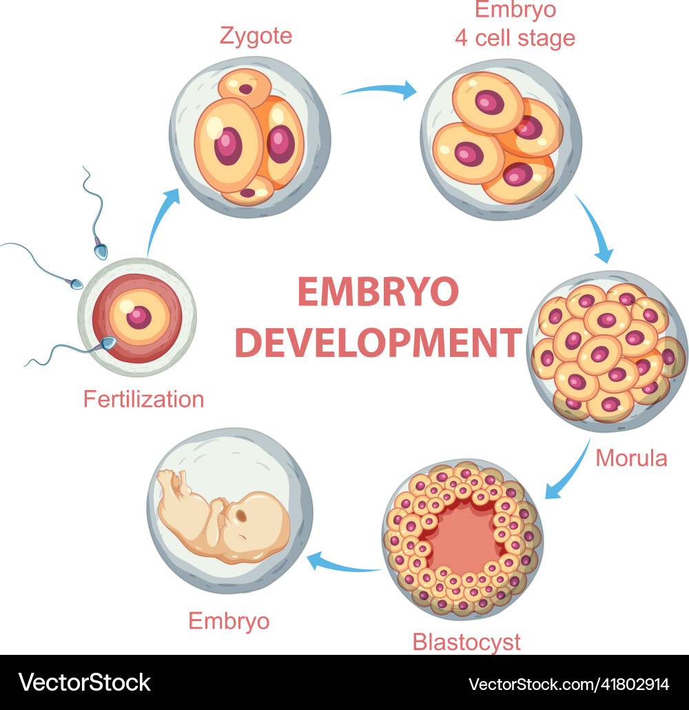 Human embryonic development in infographic Vector Image