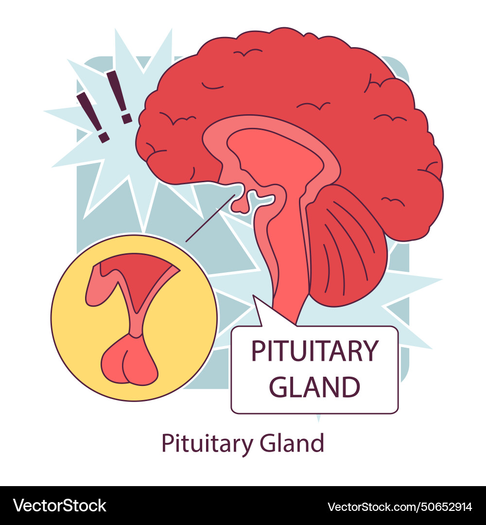Pituitary gland anatomy human endocrine system Vector Image