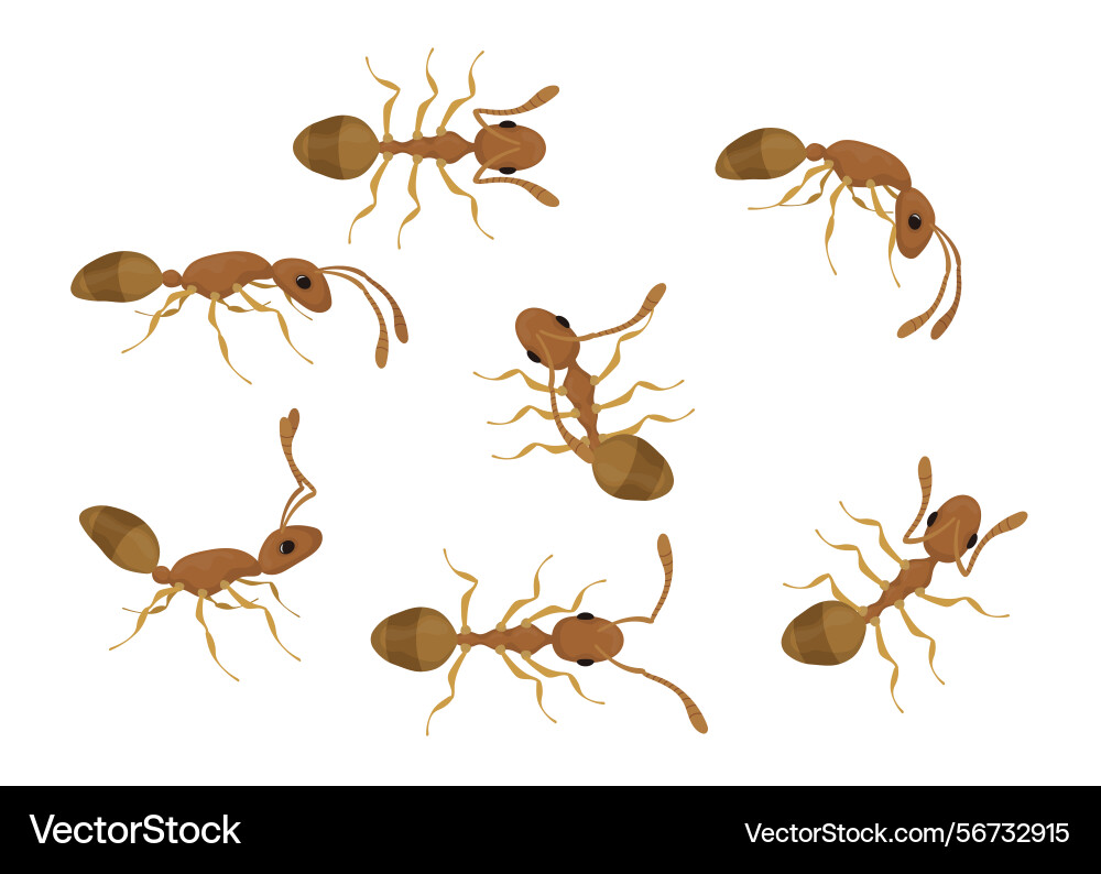 Seven brown ants moving across a white background Vector Image