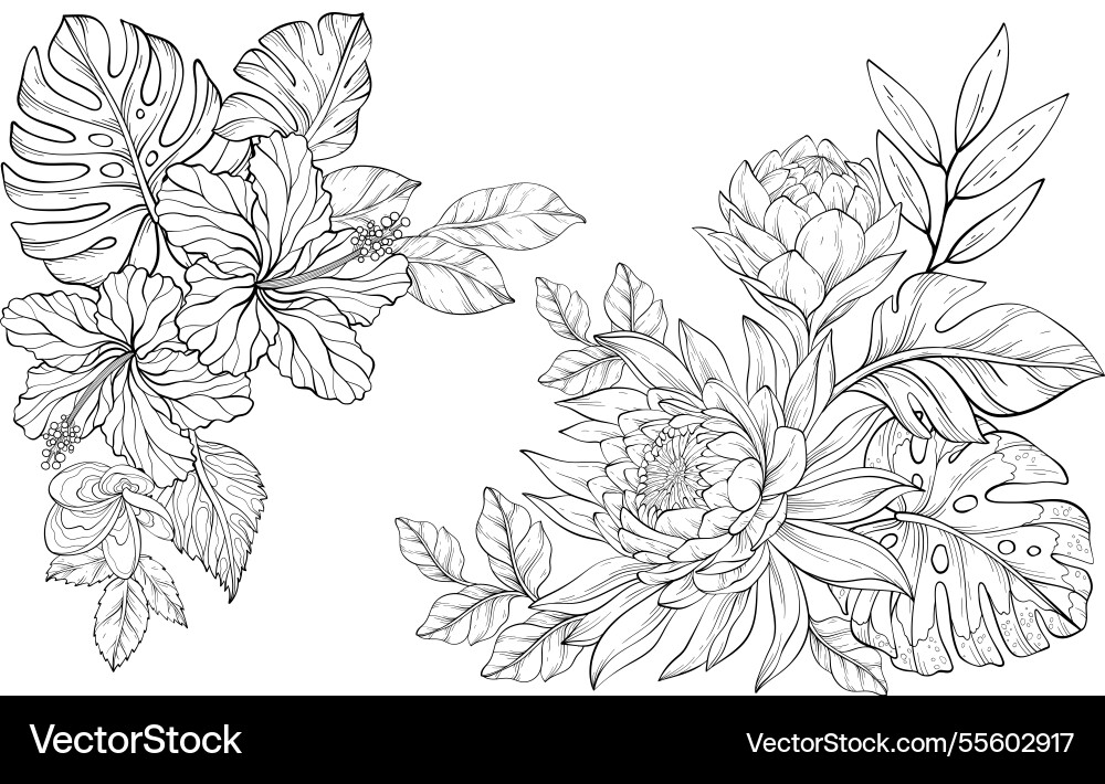 Tropical Flower Line Art Royalty Free Vector Image