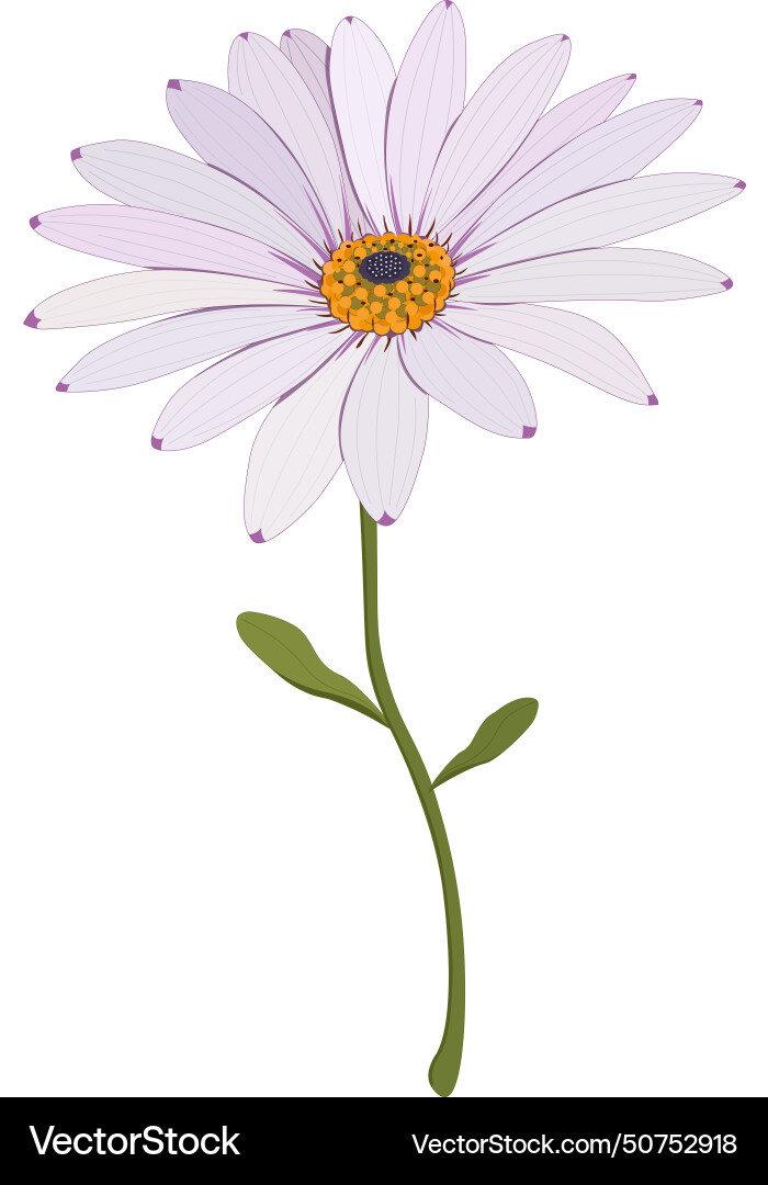 African daisy single flower Royalty Free Vector Image