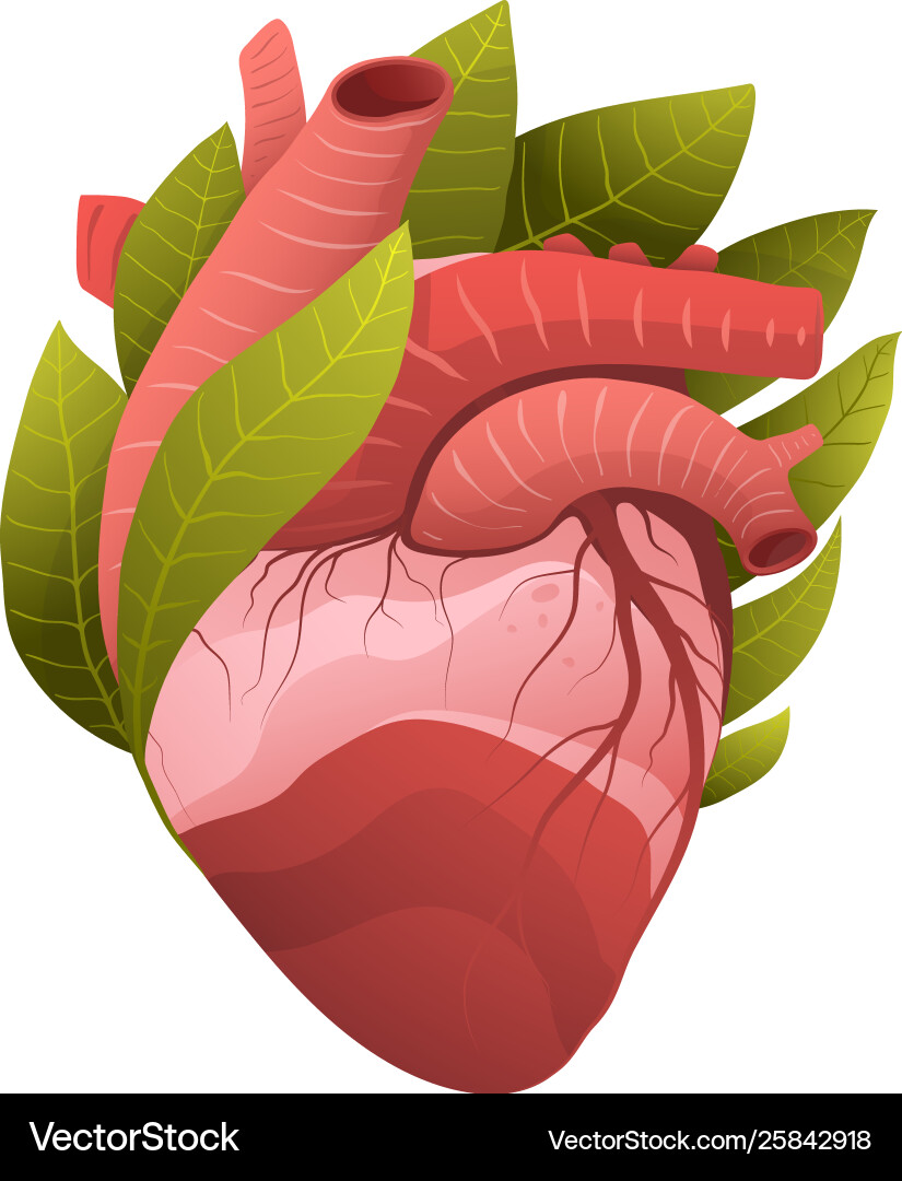 Healthy human heart metaphor flat Royalty Free Vector Image