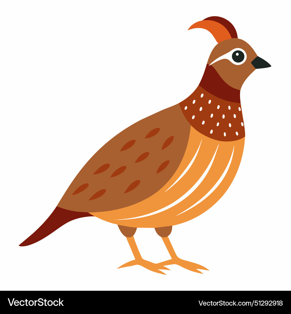 Quail side view on white Royalty Free Vector Image