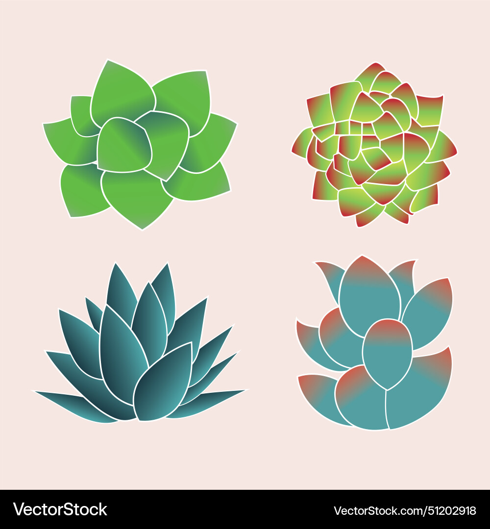 Succulents 02 Royalty Free Vector Image - VectorStock