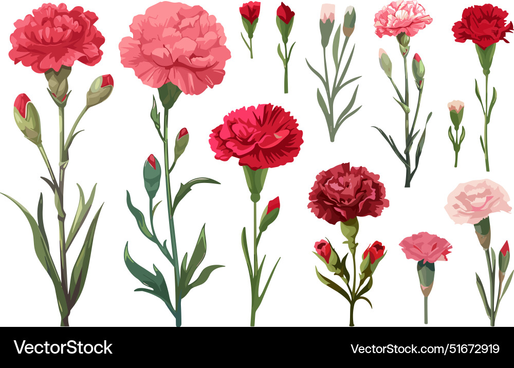 Red pink white carnation flowers settrendy Vector Image