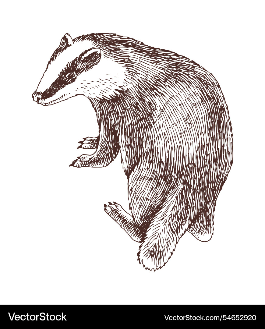 Badger hand drawn Royalty Free Vector Image - VectorStock