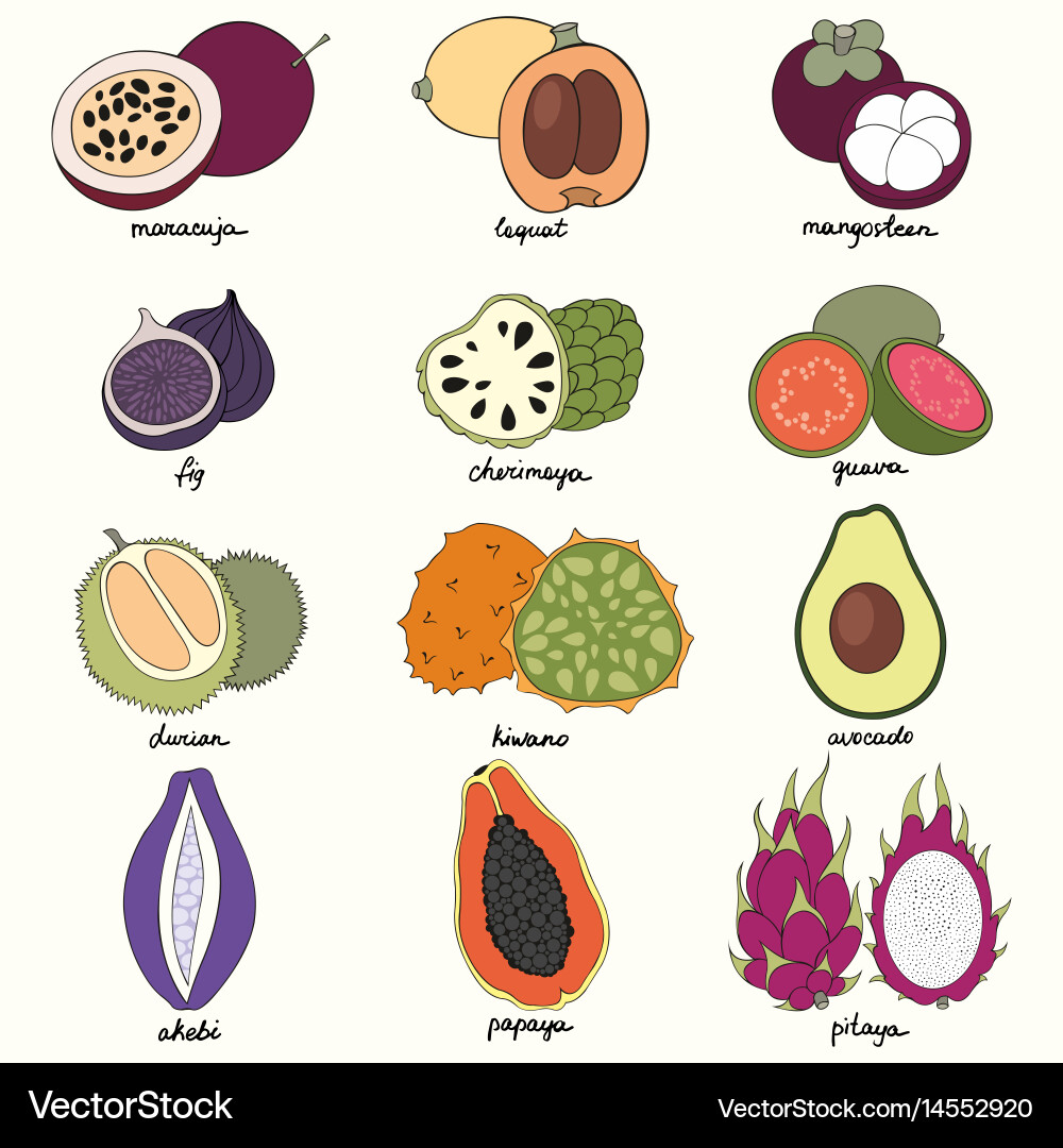 Exotic fruits set Royalty Free Vector Image - VectorStock