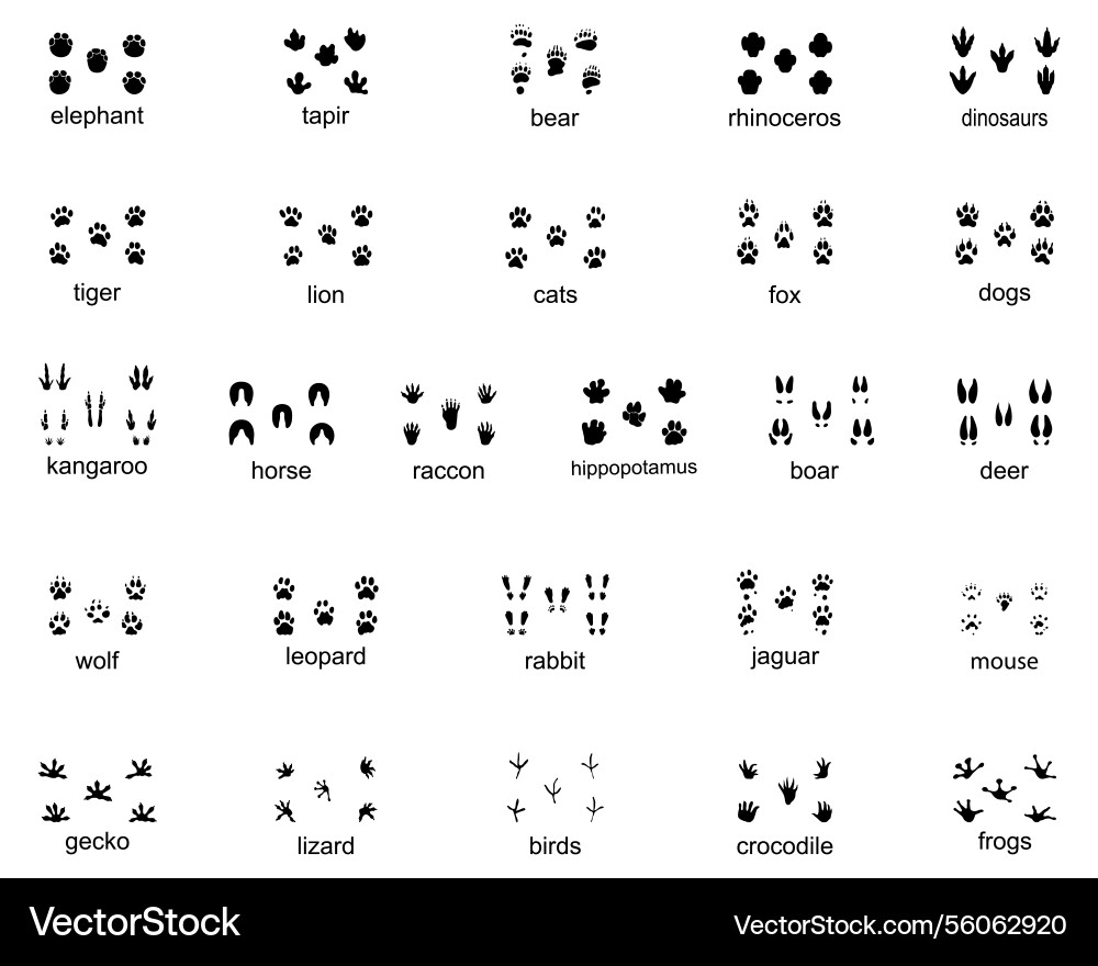 Set of wild animal footprints Royalty Free Vector Image