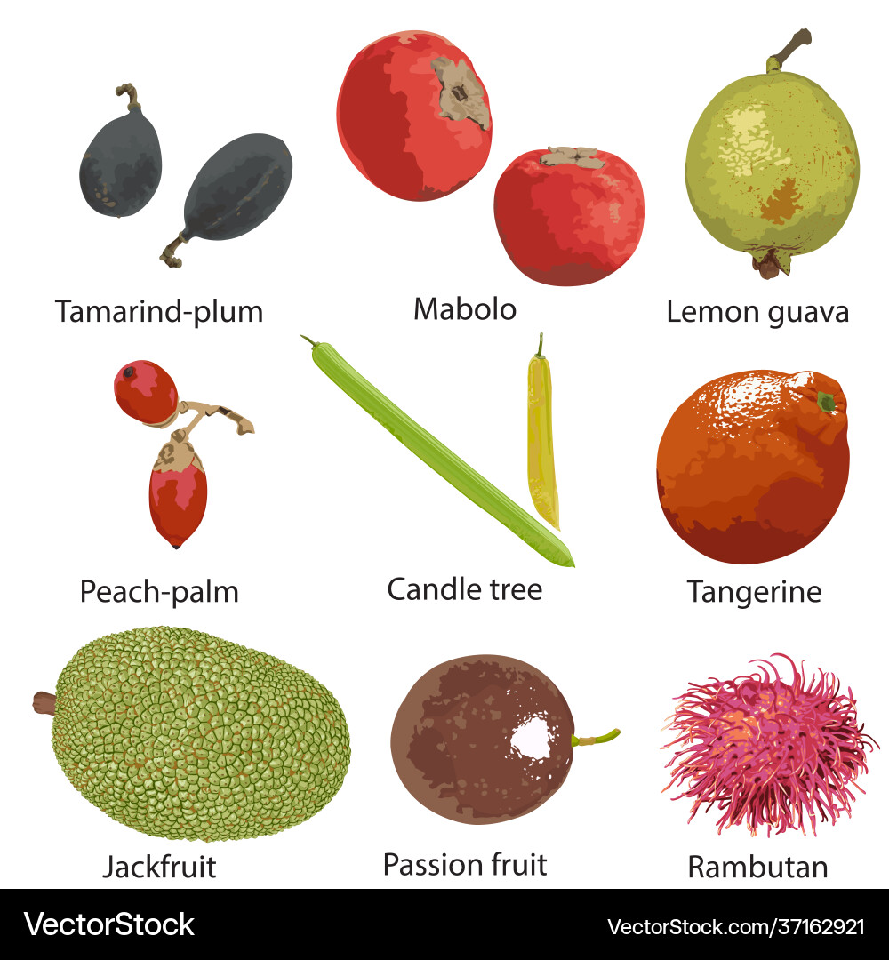 Mabolo Vector Images (24)