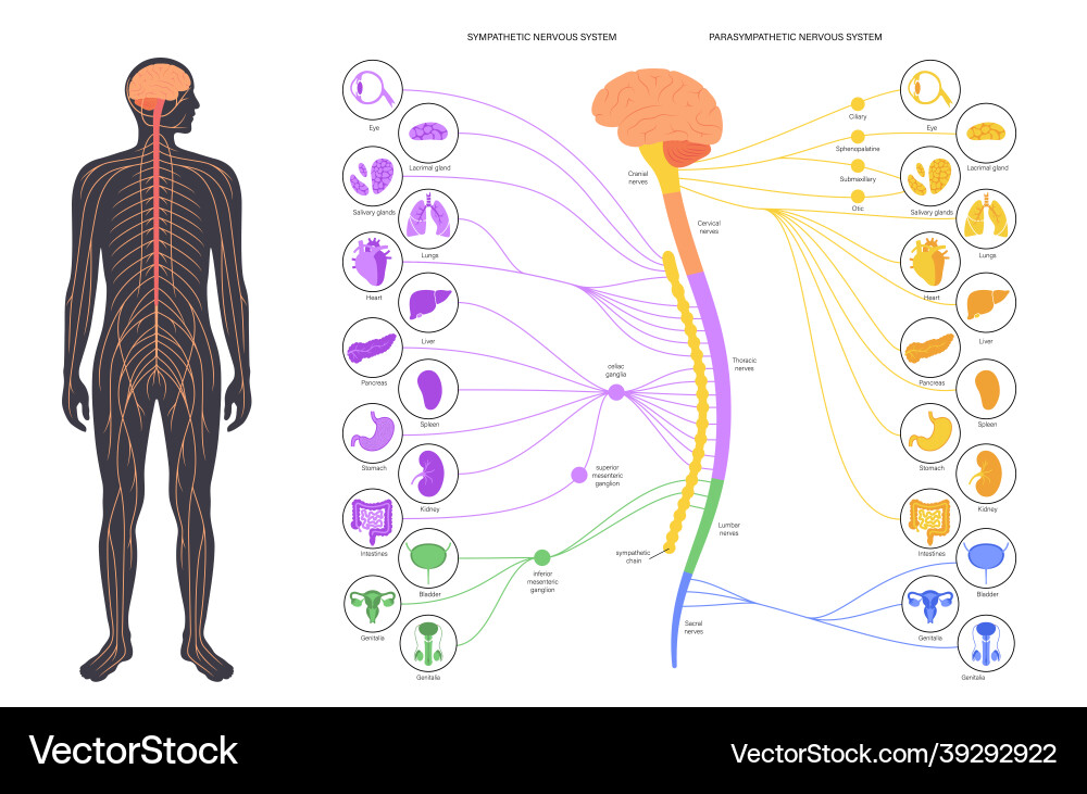 Autonomic Nervous System Diagram Royalty Free Vector Image
