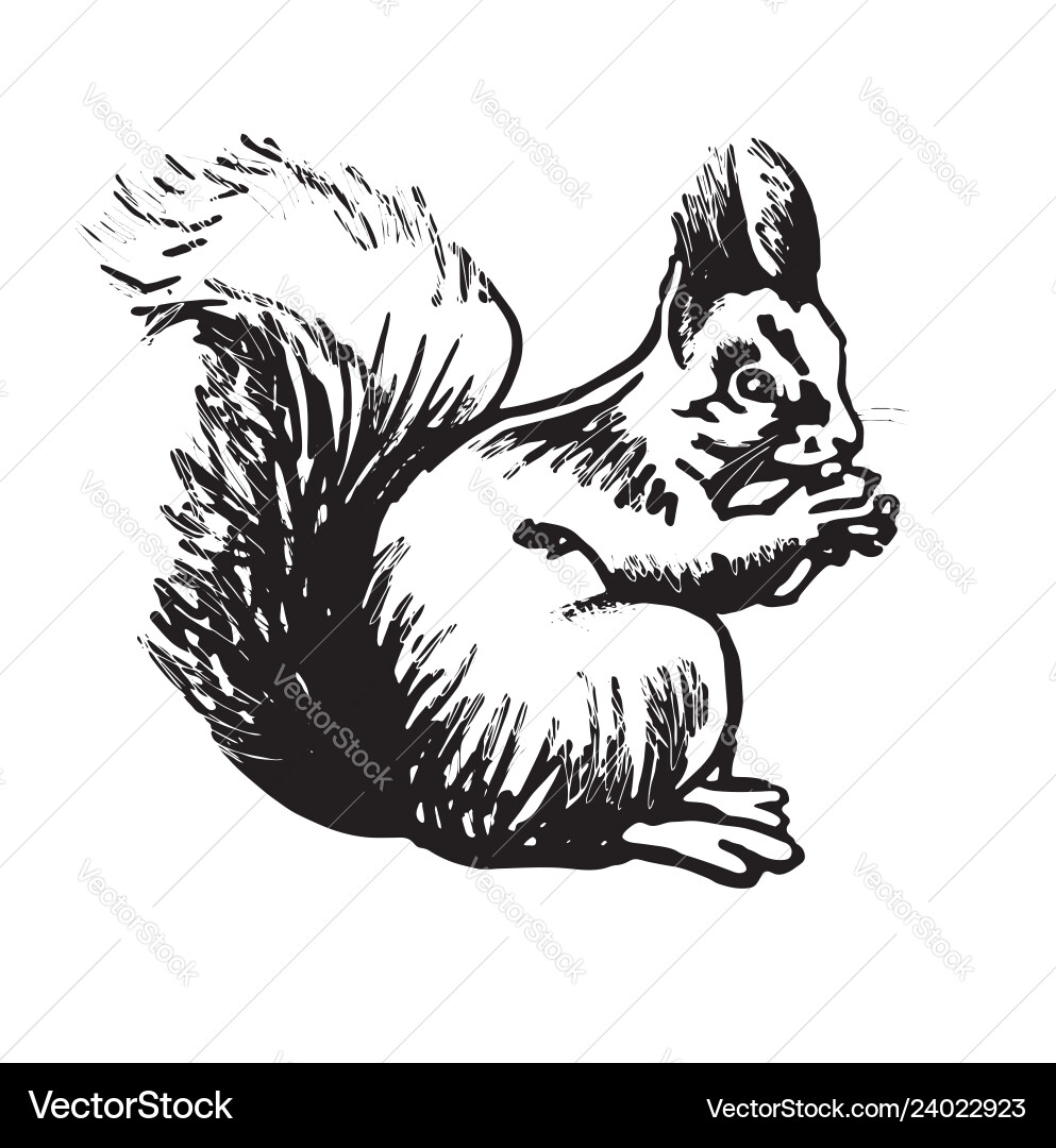 Squirrel Royalty Free Vector Image - VectorStock