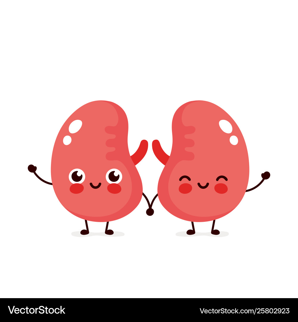Strong cute healthy happy kidneys Royalty Free Vector Image