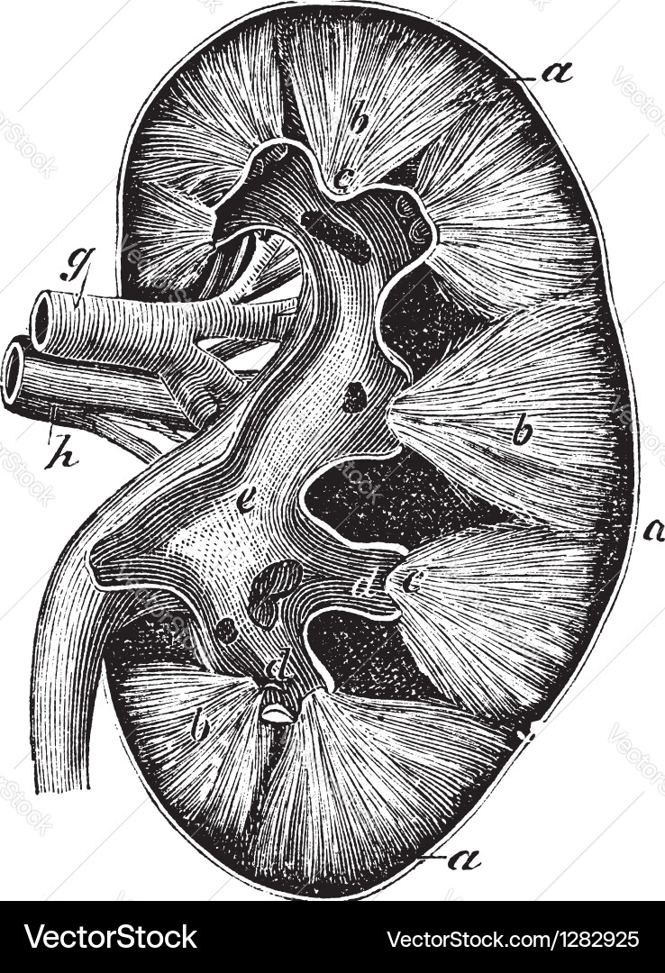 Vintage Intestines Drawing Vector Images (over 140)