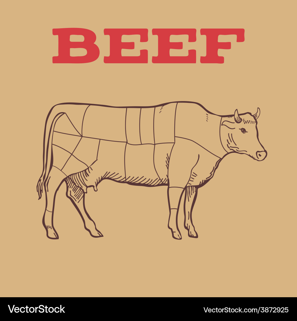 Scheme of beef cuts Royalty Free Vector Image - VectorStock
